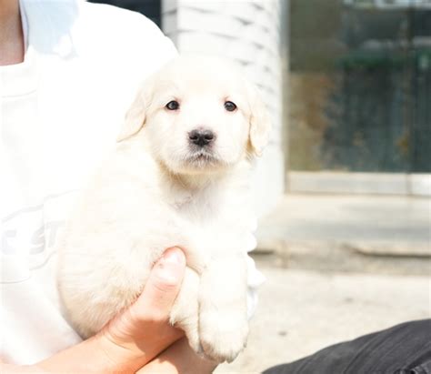 골든리트리버분양 골든리트리버분양 사모예드분양 라브라도리트리버분양 도베르만분양 골든리트리버분양 골든리트리버분양 사모예드분양 라브라도리트리버분양 도베르만분양