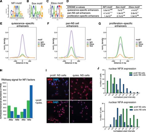 The NFI Motif Is Most Strongly Overrepresented In Quiescent NS Cell Download Scientific Diagram
