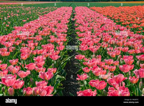Tulips Farm Blossom Near The Famous Keukenhof At Lisse Netherlands