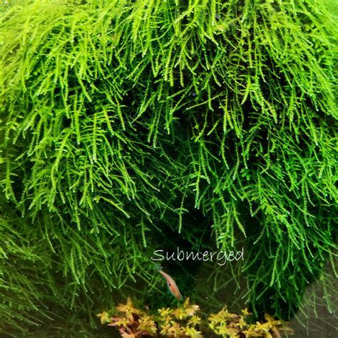 Weeping Moss垂泪莫斯 Emerged A4 Size 、aquatic Plant Tumbuhan Akuatik Terrarium Paludarium Vivarium