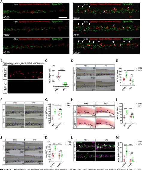 Figure 1 From Macrophage Derived Il 1β Regulates Emergency Myelopoiesis Via The Nf κb And C Ebpβ