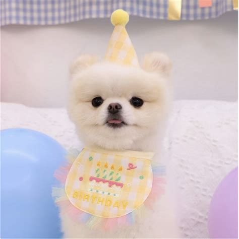 강아지 생일 모자 파티 꼬깔모자 파티햇 세트모자스카프빕