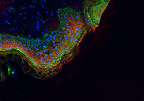 Immunofluorescence Assay Scientia Research