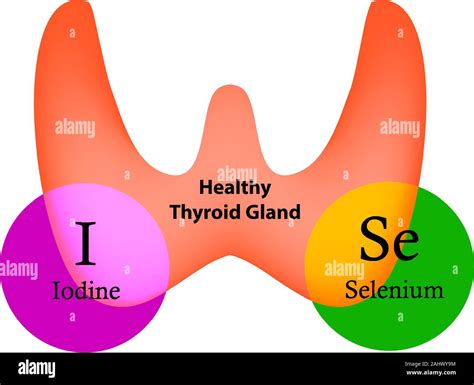 Selenium And Iodine Are Necessary For The Normal Functioning Of The Thyroid Gland Infographics