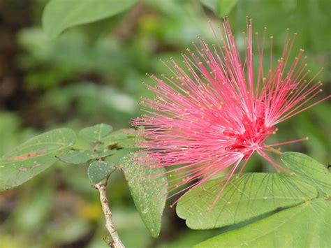 Tiny Red Explosion By Thewallsinside On Deviantart