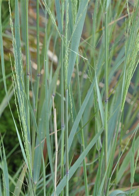 Switchgrass Seed Head