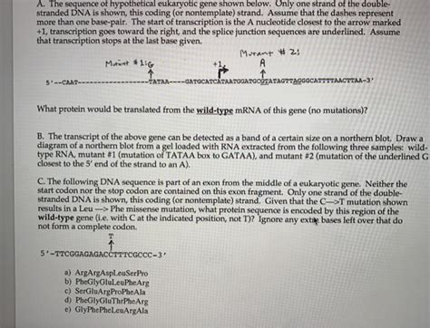 Solved The Sequence Of Hypothetical Eukaryotic Gene Shown Chegg