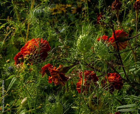 Marigolds And Faded Nigella Marigolds And Nigella Seeds Ripening In