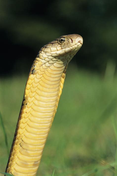 Web King Cobra Snake
