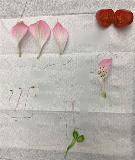 Flower Parts Diagram Quizlet Flower Parts Diagram Quizlet