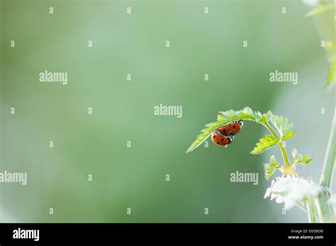 Ladybug Coccinella Septumpunctata A Pair Of Ladybugs Mate On The Underside Of A Leaf Tamworth