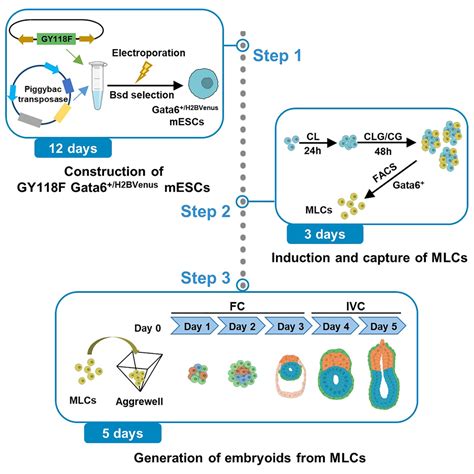 Cell Press Star Protocols