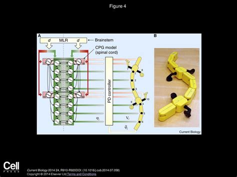Robotics And Neuroscience Ppt Download