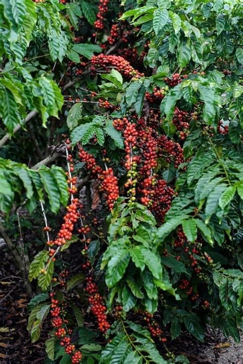 Arabica Coffee Plant