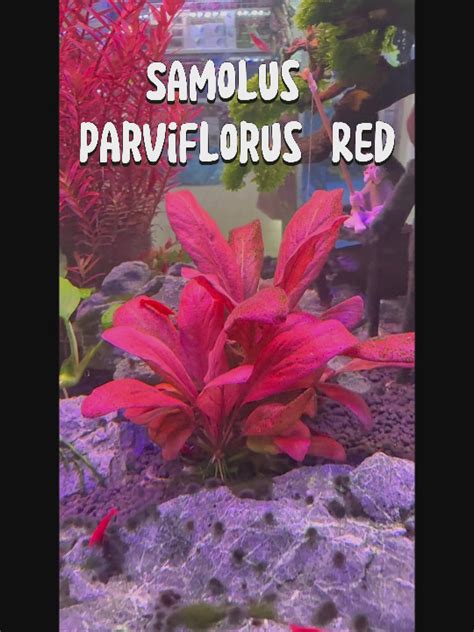 Samolus Parviflorus Red Aquarium Plants Factory®