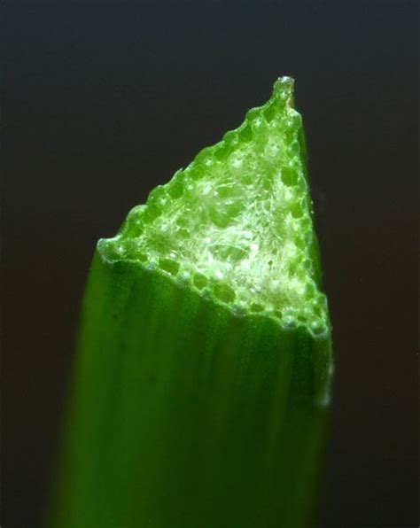 Quia Unit 3 Range Plant Id 2