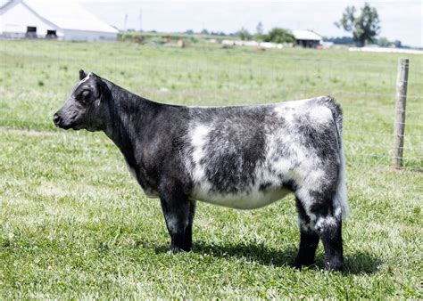Shorthorn Show Cattle