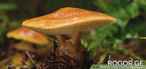 როგორ ამოვიცნოთ საკვებად ვარგისი სოკო Rogor Ge