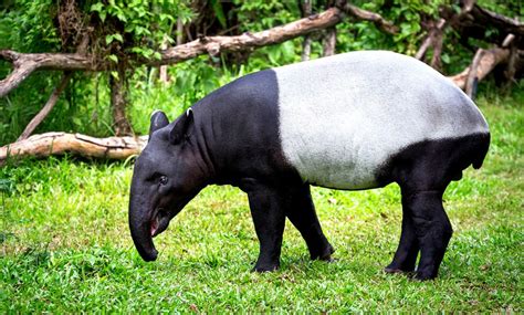 Watch This Tapir Literally Scratch Its Back With Its Penis