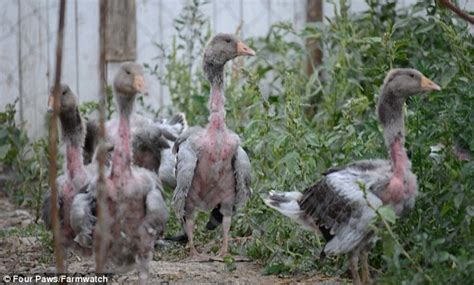 Feathers Ripped From Live Birds For Coats And Pillows Upc Winter