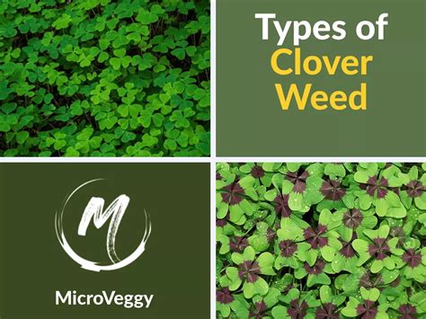 9 Types Of Clover Weeds Common Clover Identification Artofit
