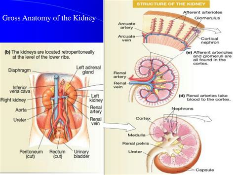 Solution 1 Basic Renal Pharmacology Studypool