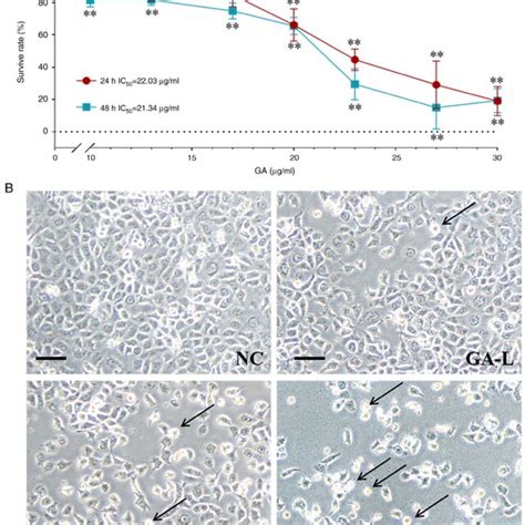 A Apoptotic Cells Determined By Tunel Assay Dapi Staining For Download Scientific Diagram