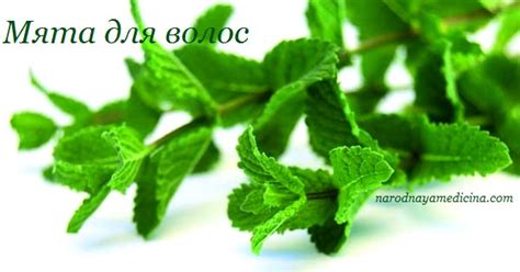 Мята перечная для роста и красоты волос. Эфирное масло мяты для волос.