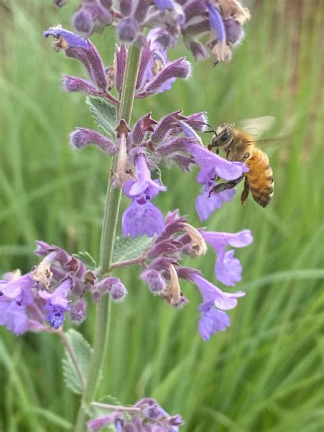 Bee Nice By Stardust247 On Deviantart