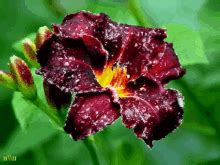 Burgundy Flower S Tenor