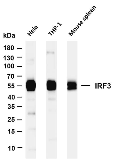 Irf3 Rabbit Monoclonal Antibody Full Moon Biosystems