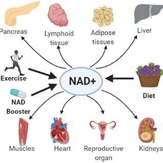 Effects Of Nad‐boosting Molecules On Human Physiology Nad⁺ Boosters