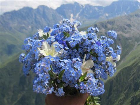 არ დამივიწყო ჩვენთვის კი უბრალოდ კესანე