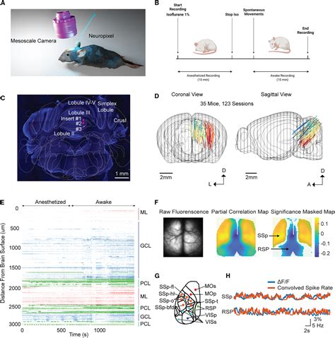 Decoding State Dependent Cortical Cerebellar Cellular Functional