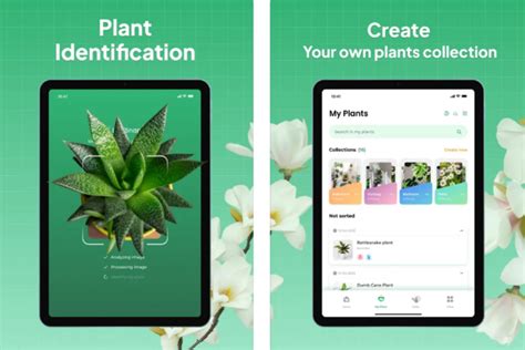 Leafsnap Plant Identification App Review Is It Worth It Insightweeds
