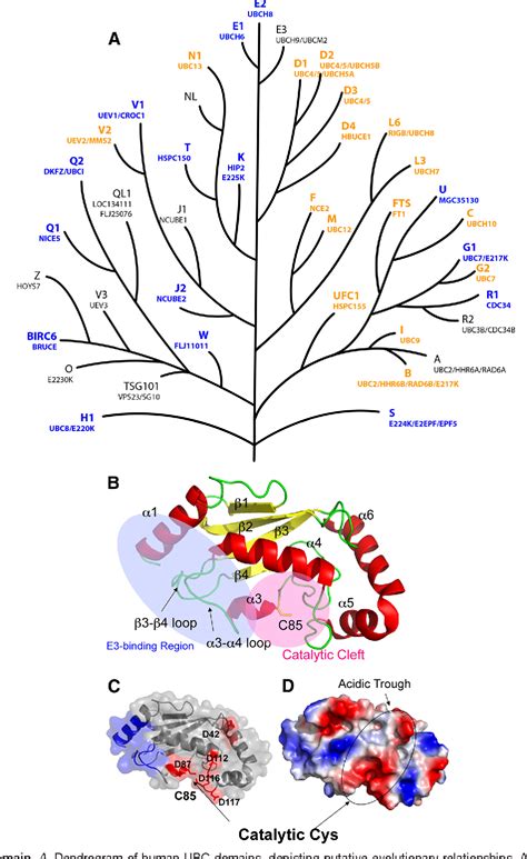 Figure 1 From A Human Ubiquitin Conjugating Enzyme E2 Hect E3 Ligase