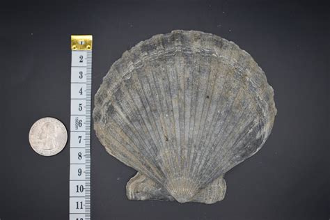 Fossilized Scallop Shells Full Sized Shells Collectors Item Tar