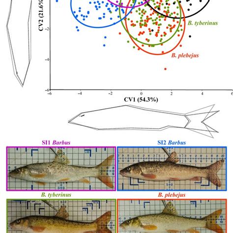 Canonical Variate Analysis Cva Output Of The Body Shape Comparison