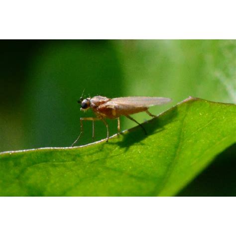 17 Stories Macegan Midge By Ines Carrara Wrapped Canvas Photograph Uk