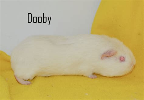 Penelope X Dooby Feb 18 2025 At Home Pets