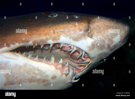 Grey Nurse Shark Teeth