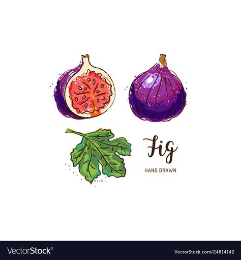 Fig Drawing