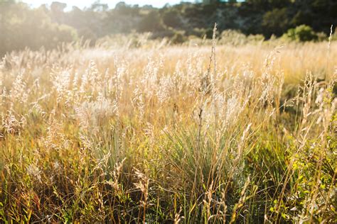 The Creation Myth — Anselm Society