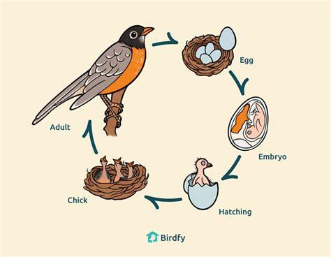 Robin Life Cycle