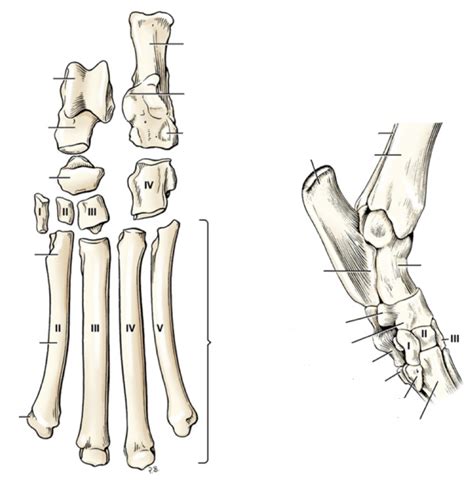 Tarsus Pes Bones Diagram Quizlet