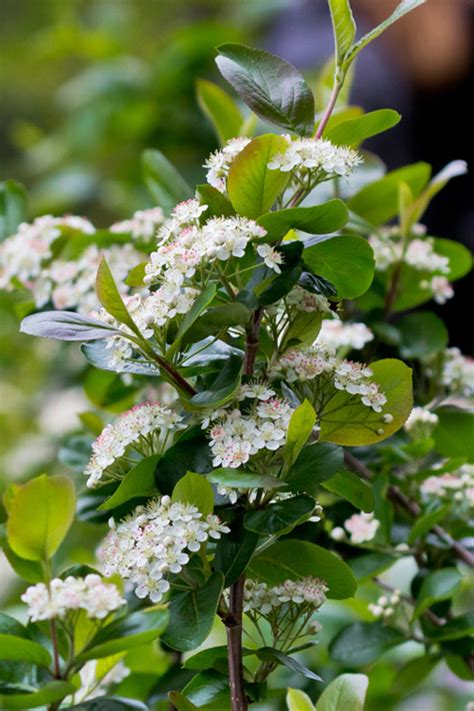 Buy Viking Black Chokeberry Aronia Free Shipping Wilson Bros