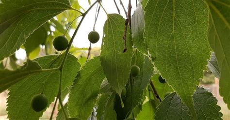 Hackberry Tree Identification Uses And Workability Timber Blogger