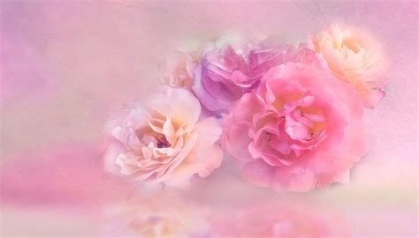 꽃 자연 꽃잎 Pixabay의 무료 사진