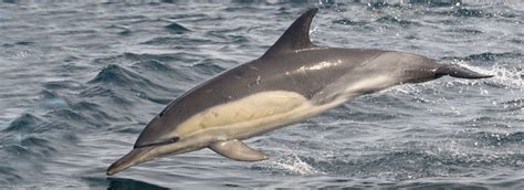 Natural History Dolphin Research Center