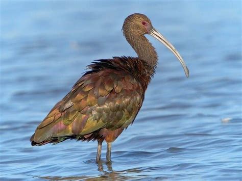 What Is The Difference Between Ibis And Limpkin Birdful